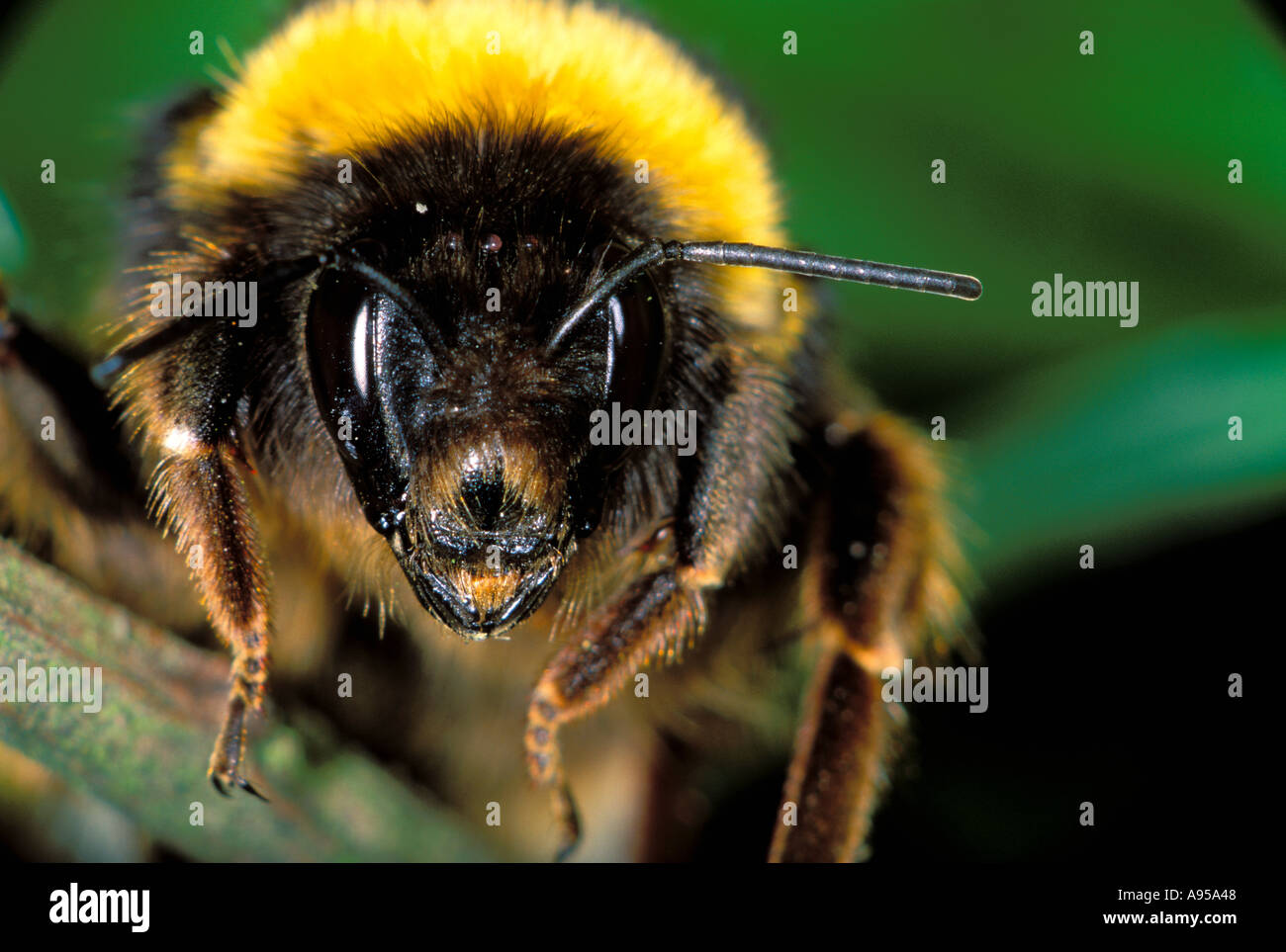 Buff-tailed Bumble Bee, Bombus terrestris. Head close-up Stock Photo ...