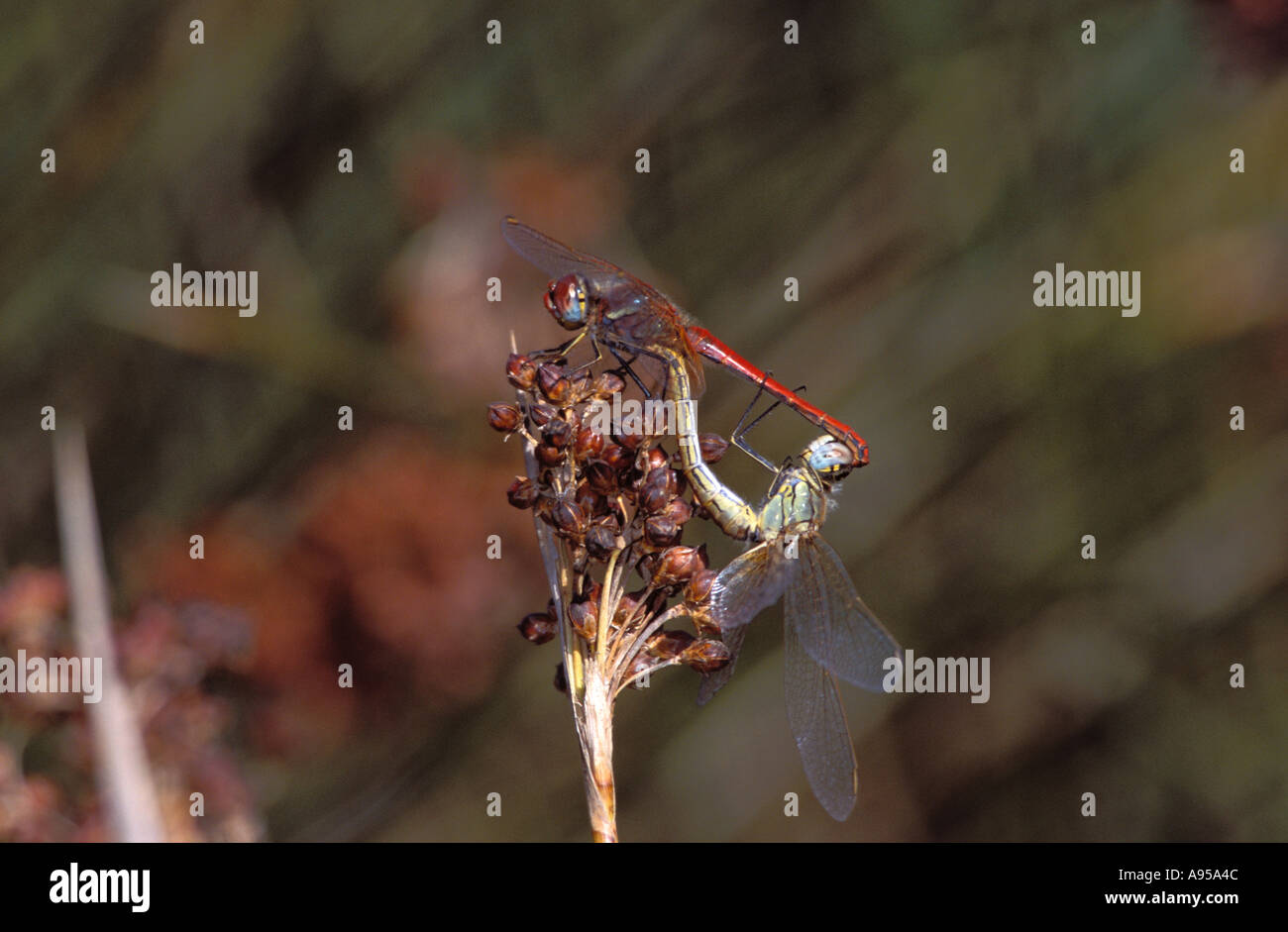 Dragonfly mating behavior hi-res stock photography and images - Alamy