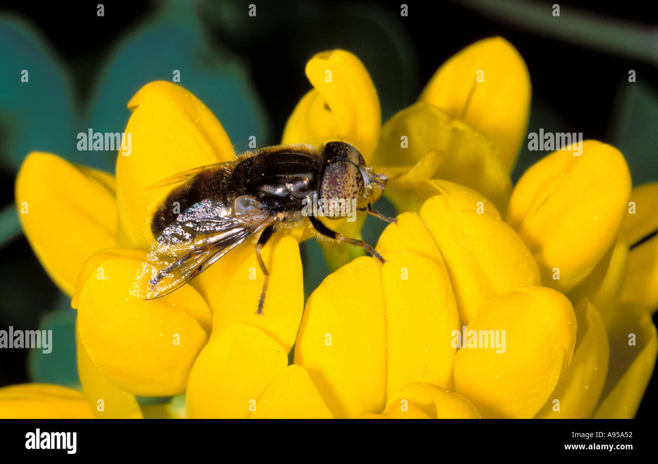 Family syrphidae hi-res stock photography and images - Alamy