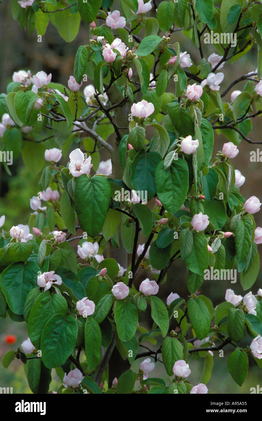 Quince blossom cydonia oblonga hi-res stock photography and images - Alamy
