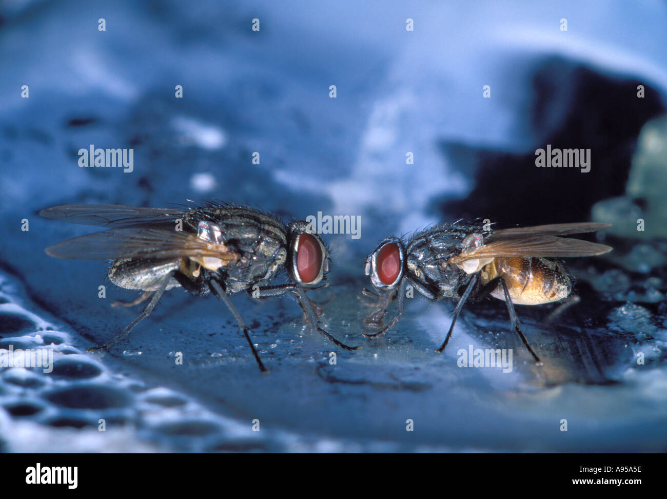 Two flies hi-res stock photography and images - Alamy