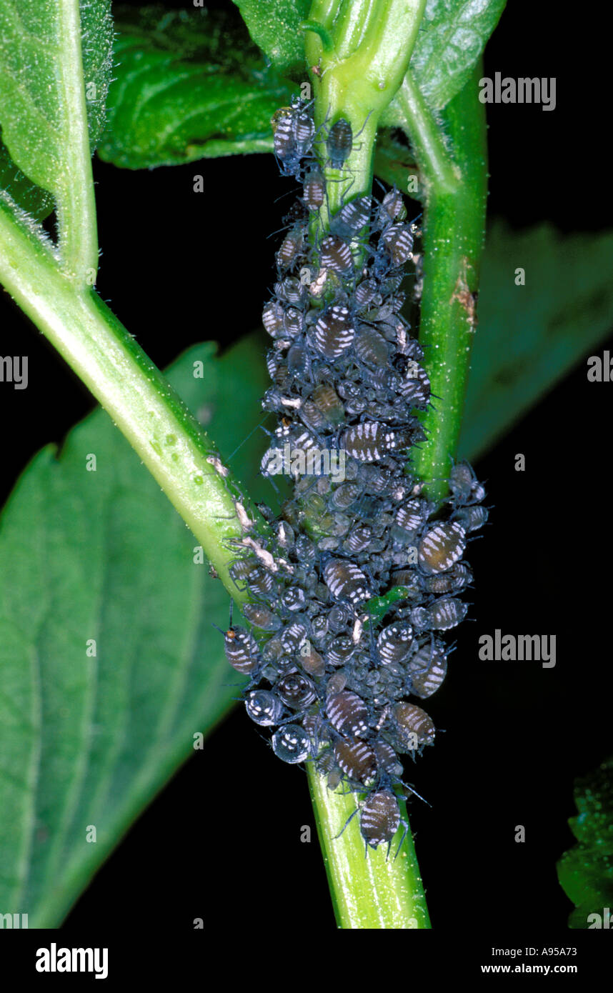 Aphid sap sucking bug bugs homopteran plant hi-res stock photography ...