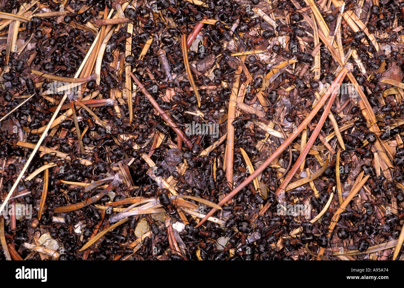 Wood Ants, Formica rufa. Closeup of workers on anthill Stock Photo - Alamy