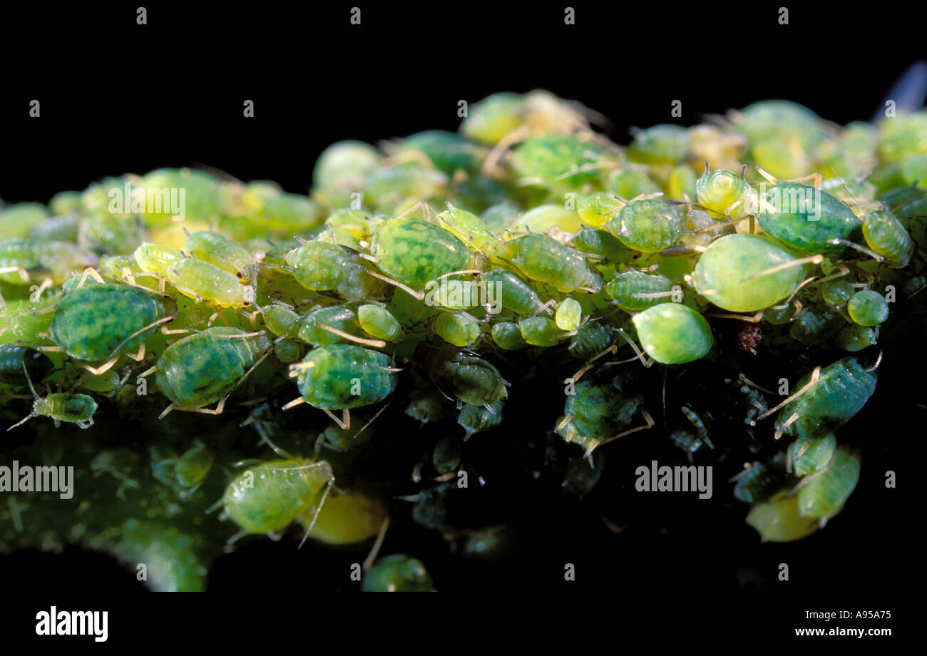 Aphids, Family Aphididae. Colony on stem Stock Photo - Alamy