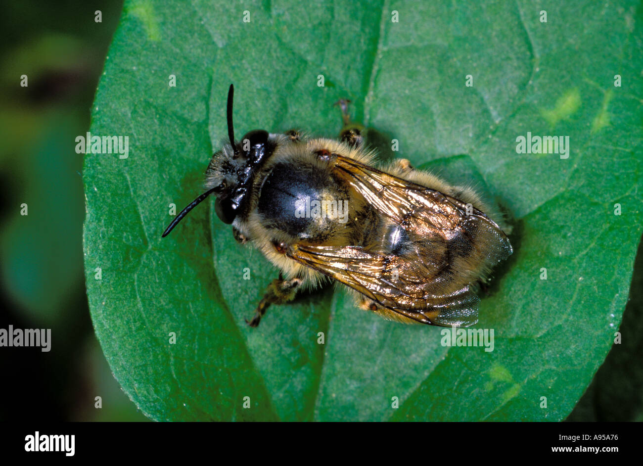 Anthophoridae hi-res stock photography and images - Alamy