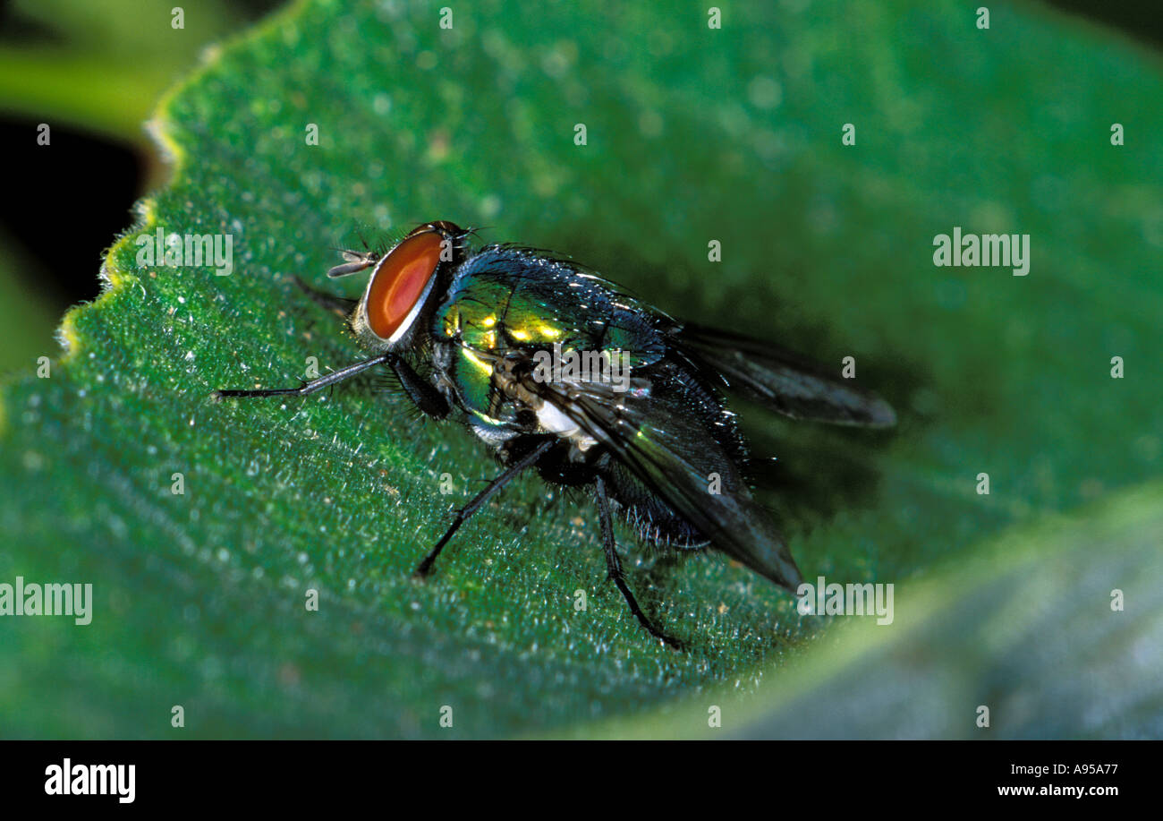 Caesar on hi-res stock photography and images - Alamy