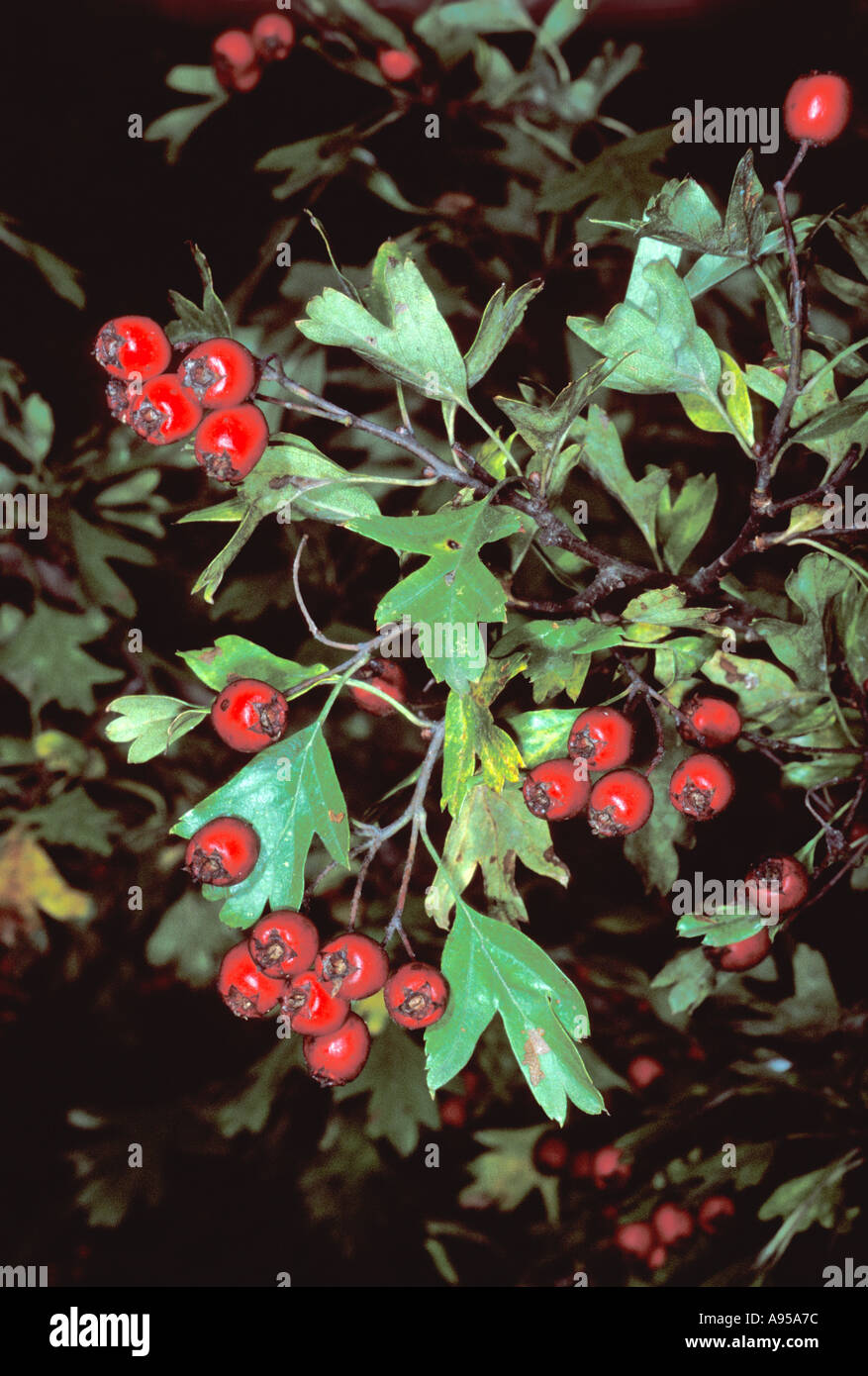 Crataegus monogyna fall leaf hi-res stock photography and images - Alamy