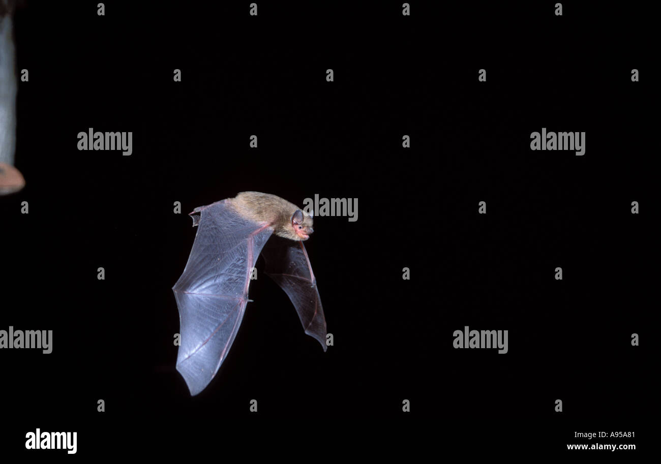 Pipistrelles hi-res stock photography and images - Alamy
