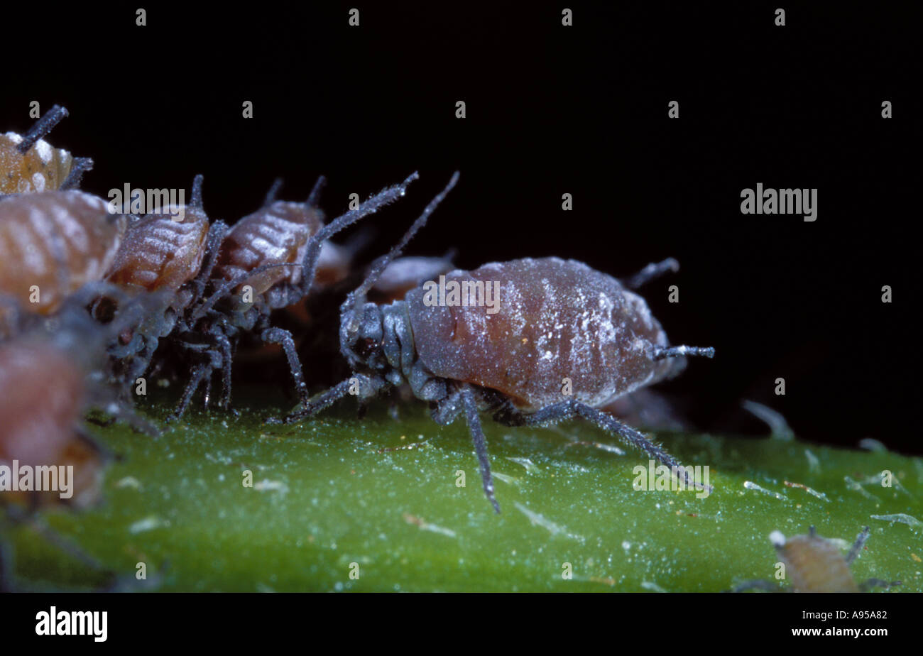 Aphids, Family Aphididae. Colony on stem. Detail Stock Photo - Alamy