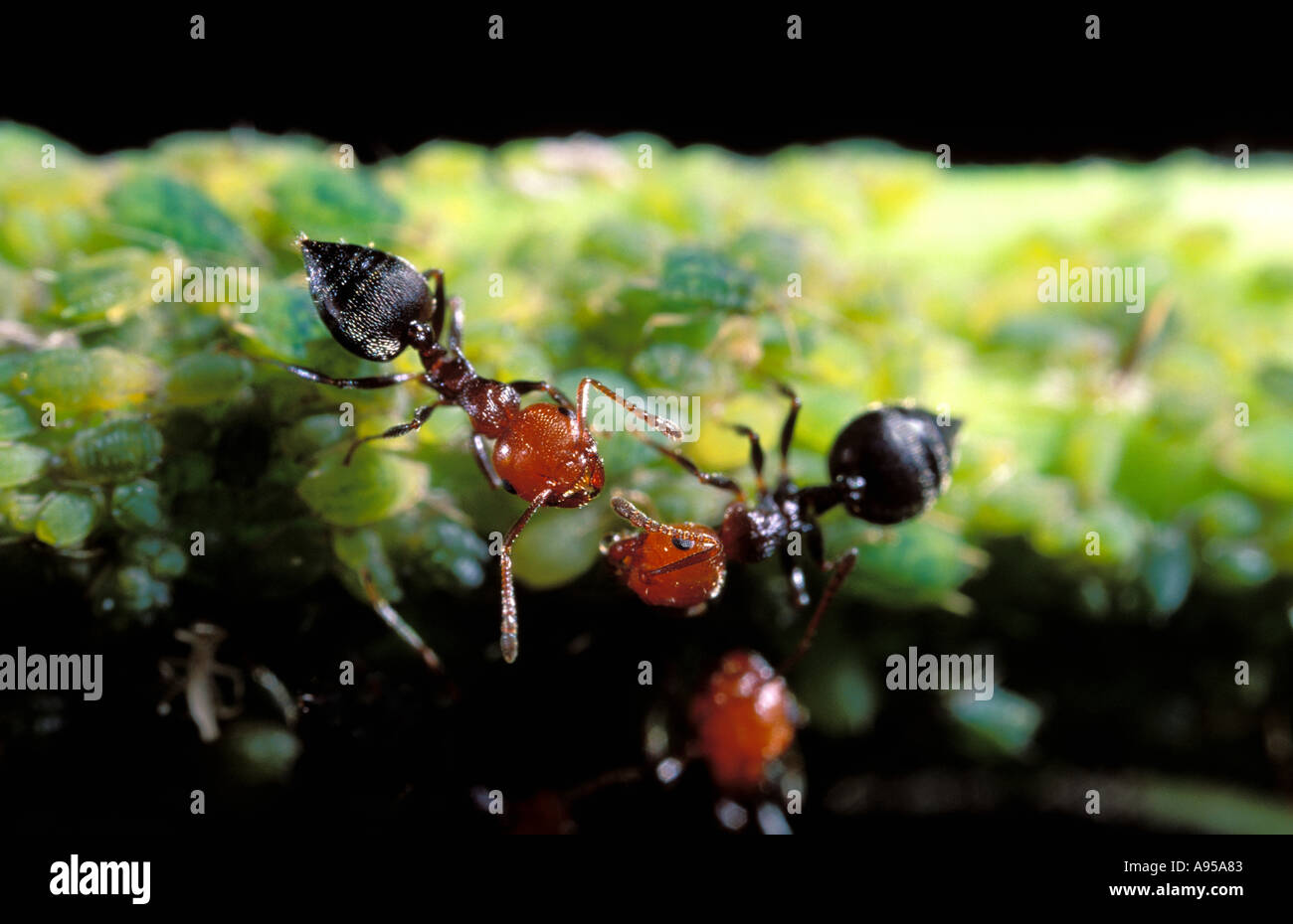 Cocktail Ants, Crematogaster scutellaris. On Aphid colony milking ...