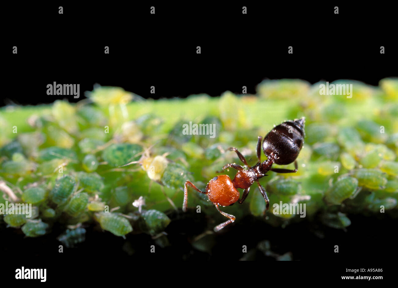 Ants crematogaster scutellaris hi-res stock photography and images - Alamy