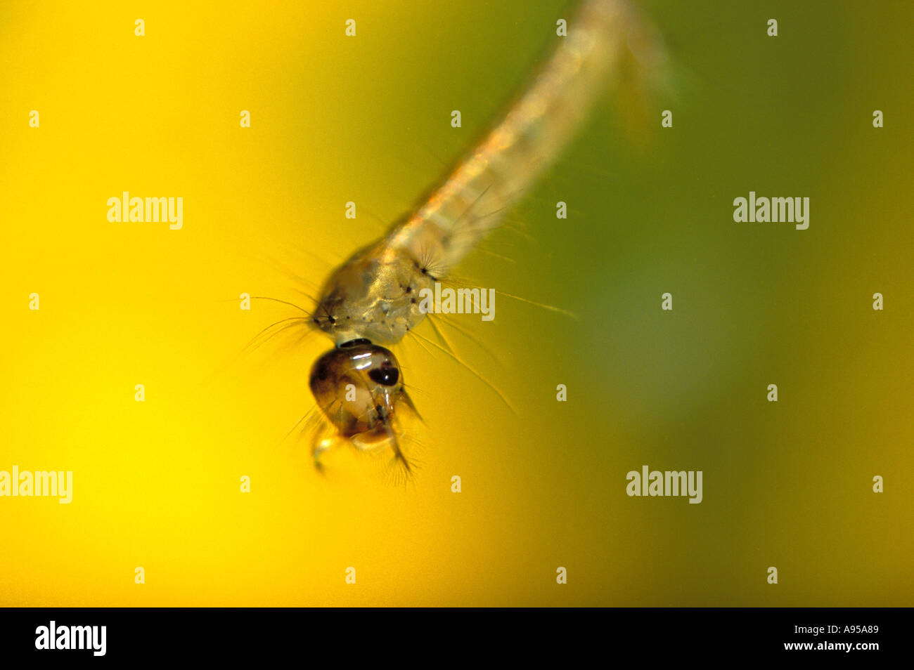 Culex pipiens larva hi-res stock photography and images - Alamy