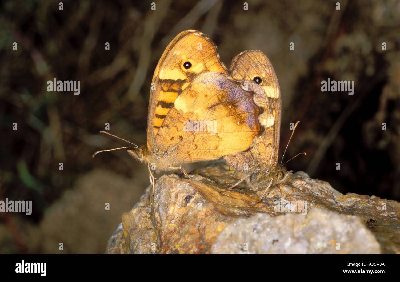 Speckled wood butterflies hi-res stock photography and images - Alamy