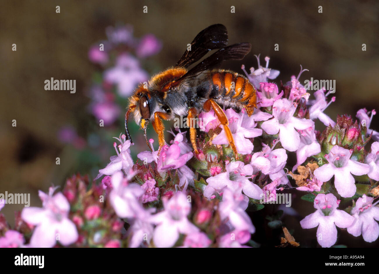Spotted Red-resin Bee, Rhodanthidium sticticum. Collecting nectar on ...