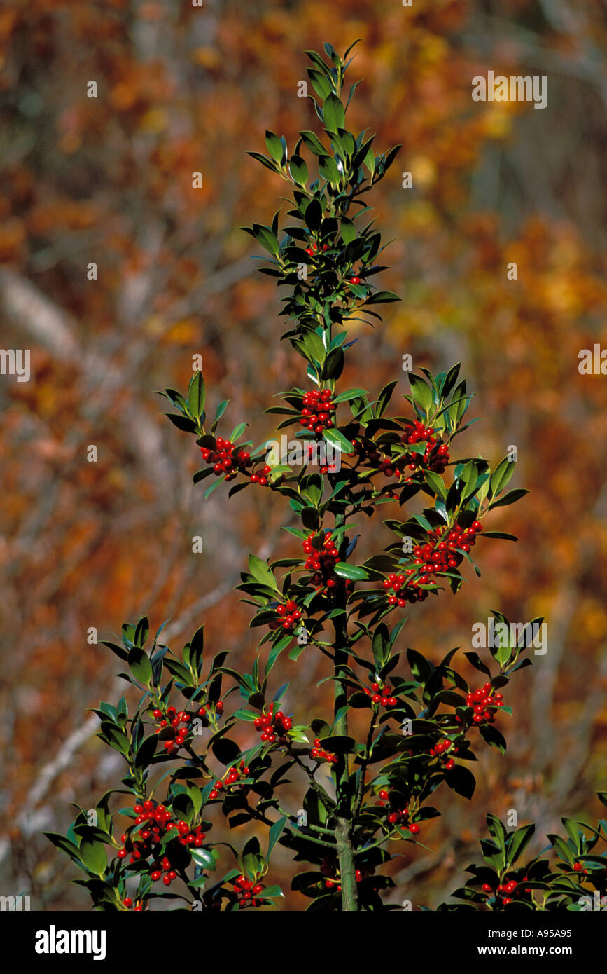Mature holly tree hi-res stock photography and images - Alamy