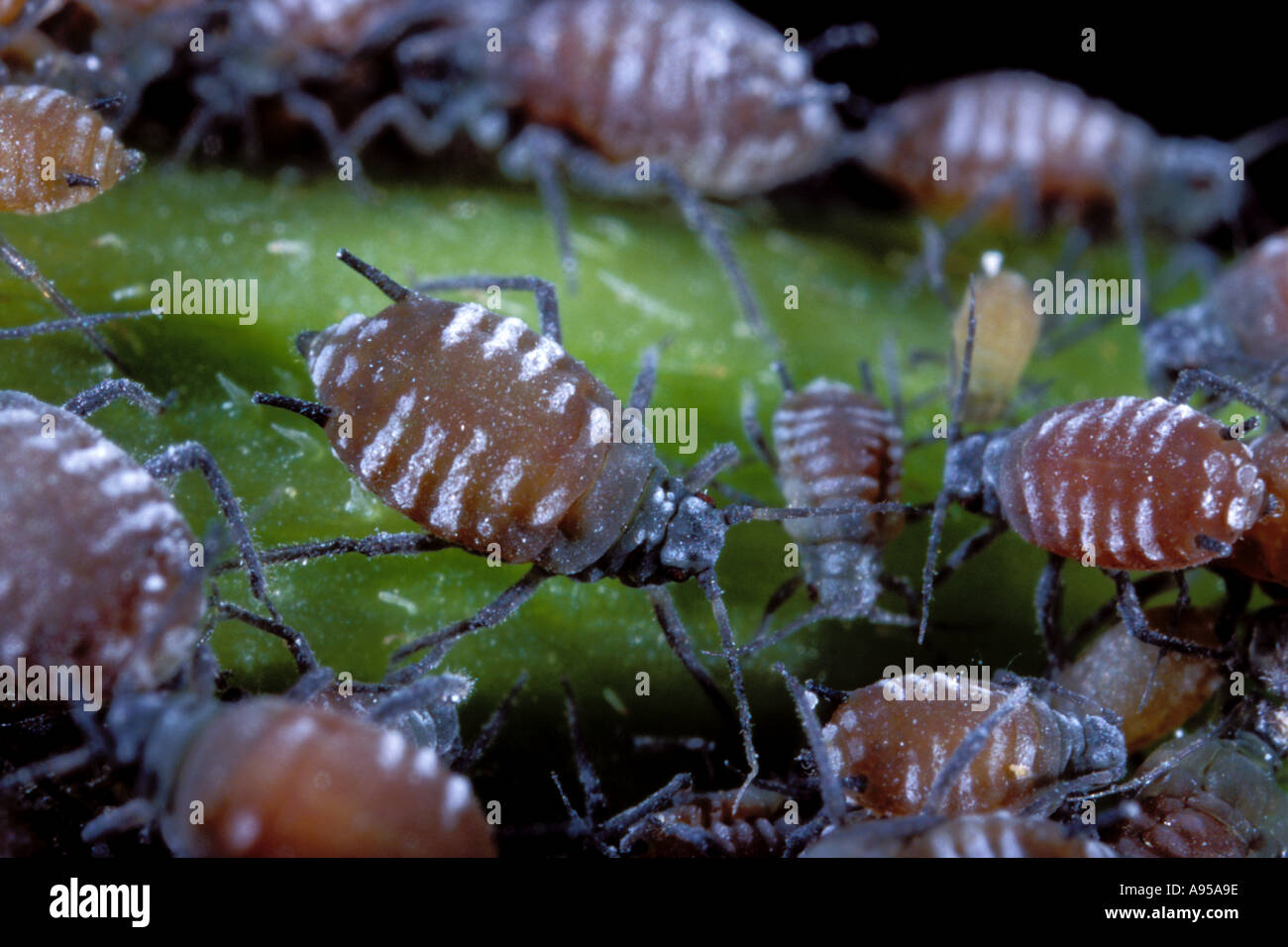 Aphids, Family Aphididae. Colony on stem Stock Photo - Alamy
