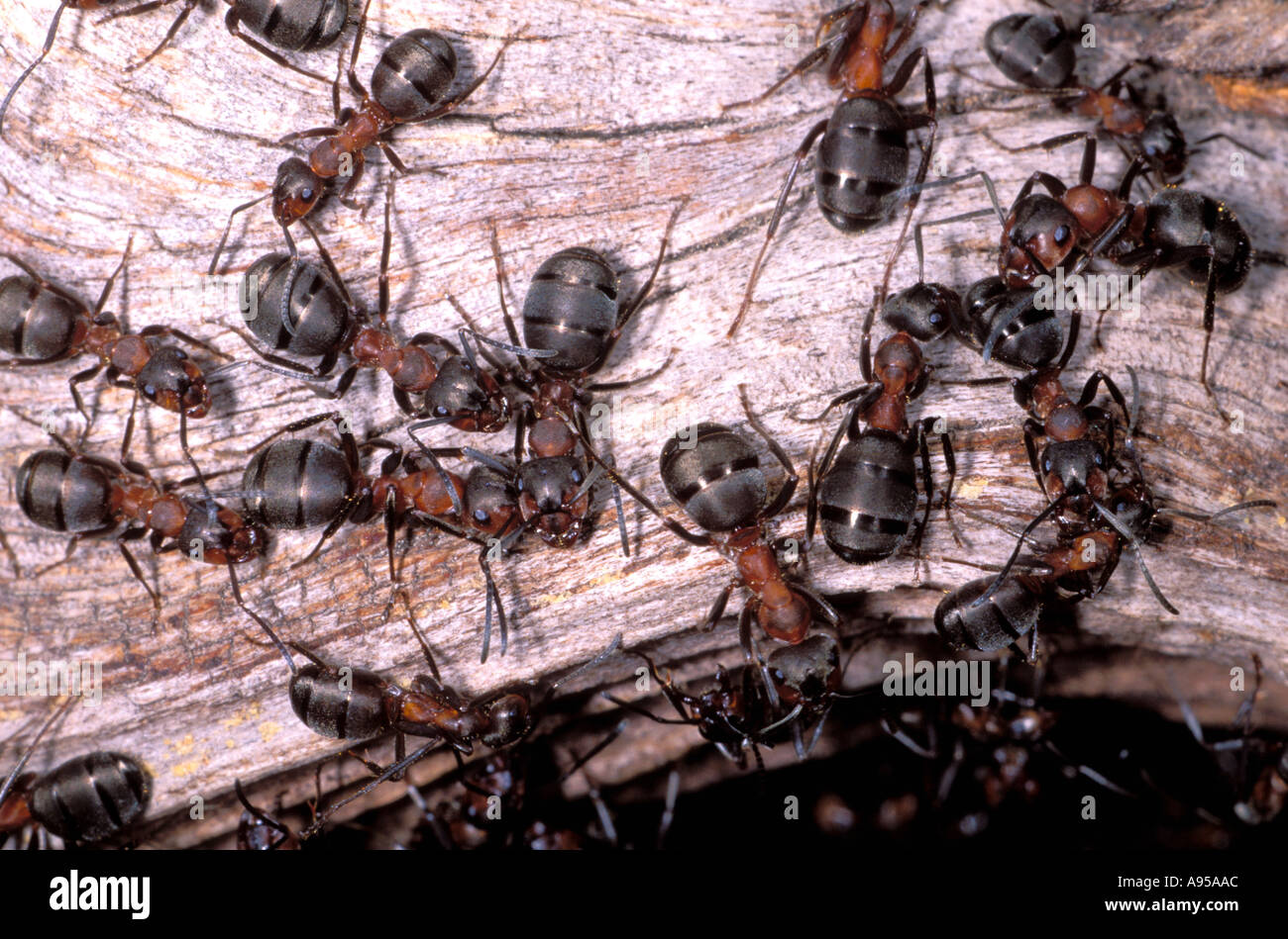 Formica wood ants hi-res stock photography and images - Alamy