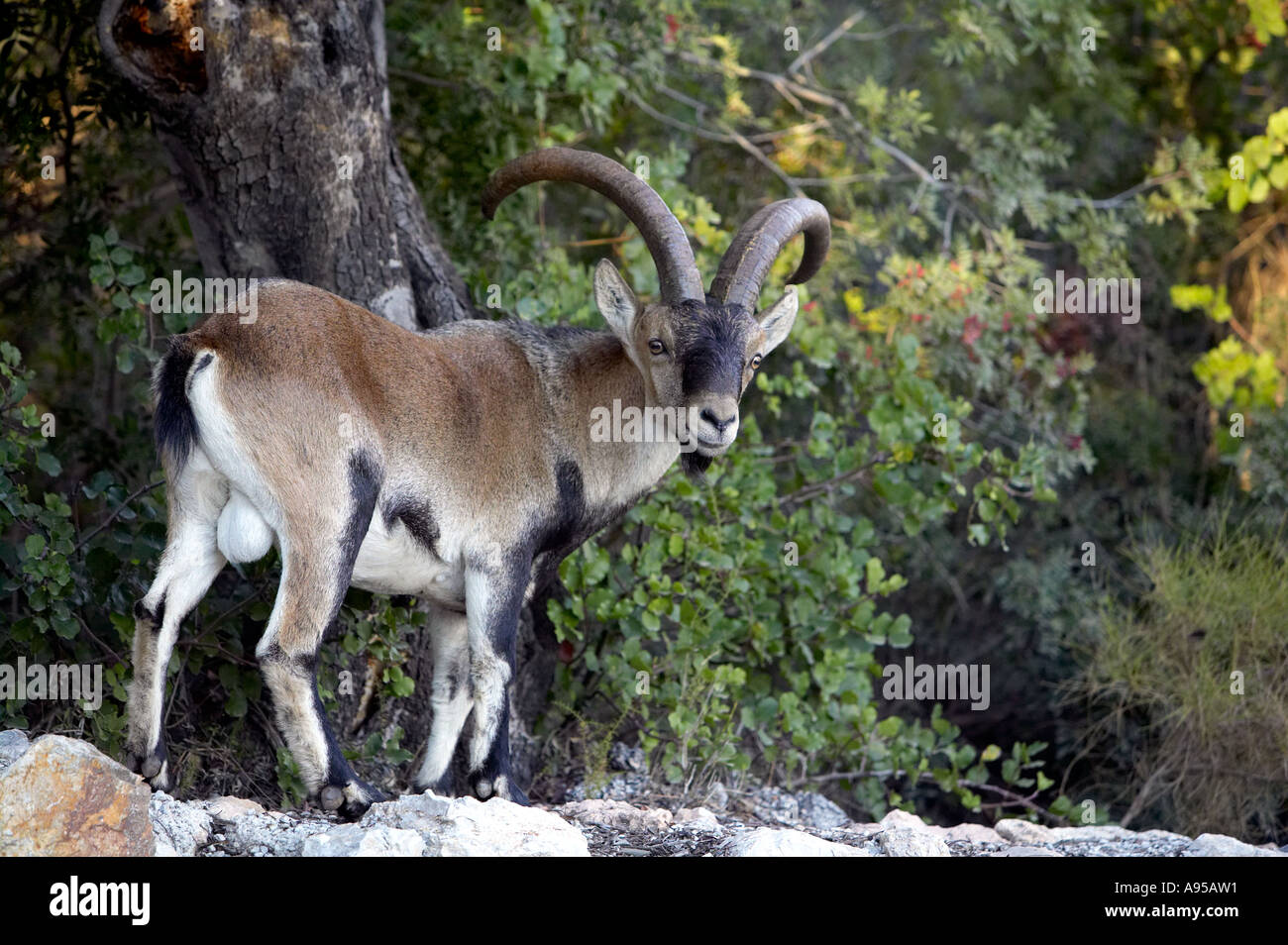 Spanish Ibex male Capra pyrenaica Spain Stock Photo - Alamy
