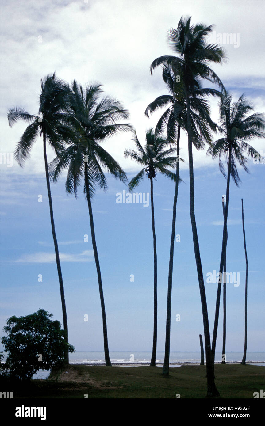 Coconut tress by seaside Stock Photo - Alamy