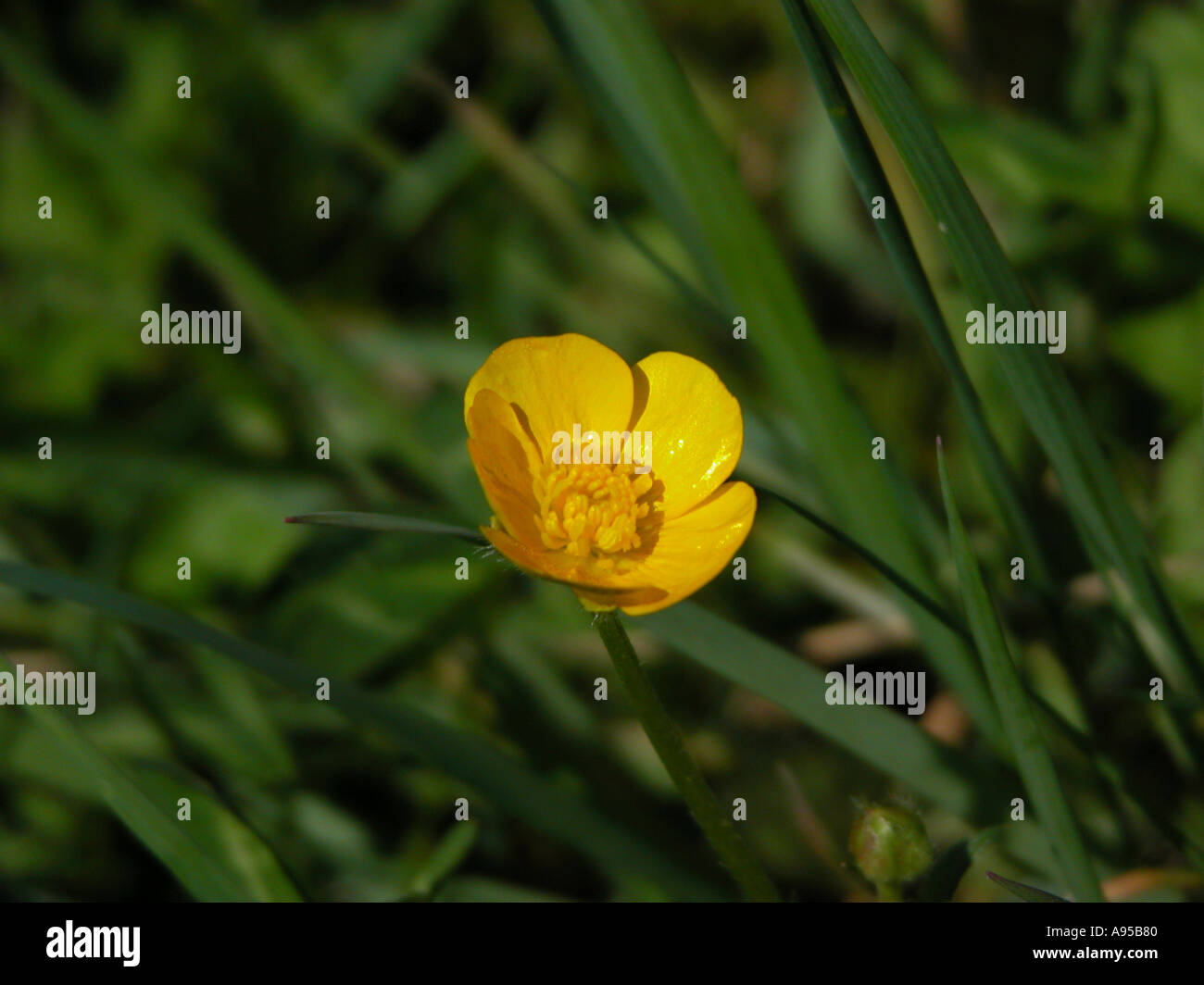 Buttercup closeup hi-res stock photography and images - Alamy