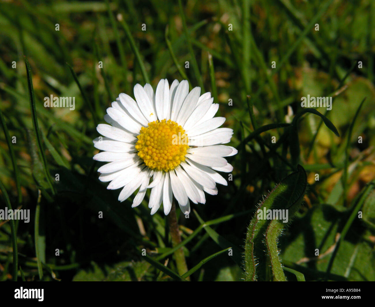 Daisy weed hi-res stock photography and images - Alamy