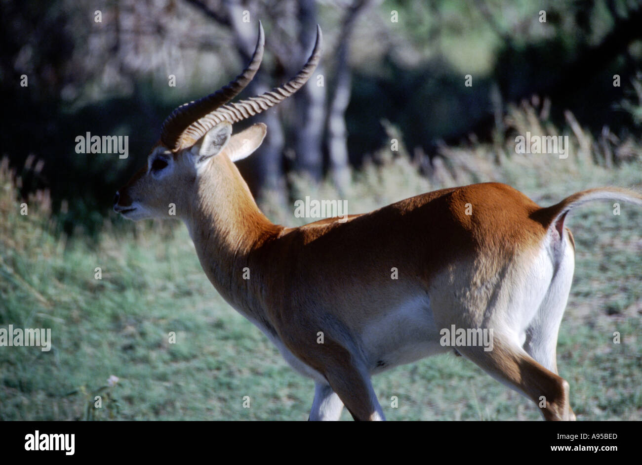 Red Lechwe Botswana Stock Photo - Alamy
