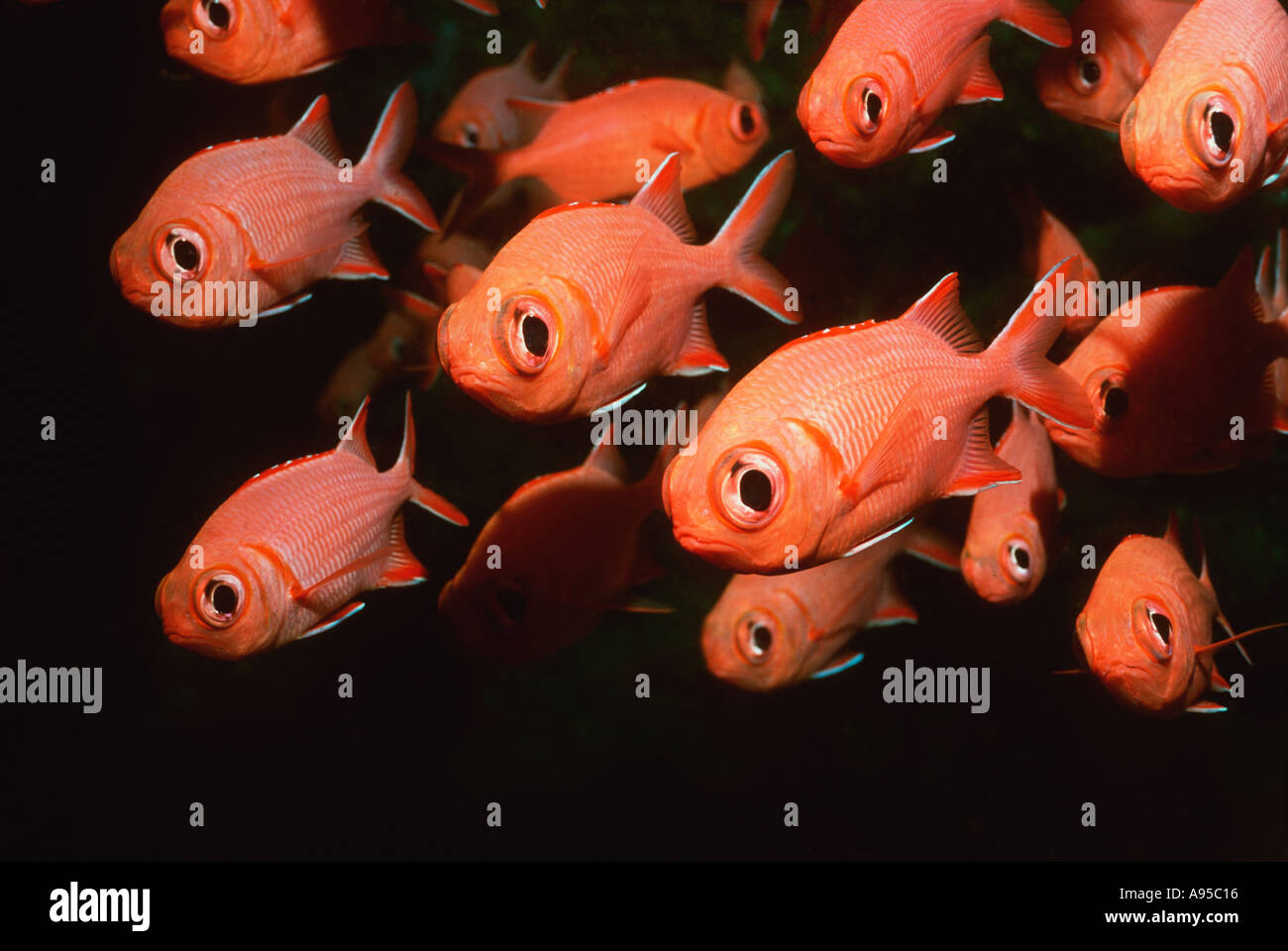 White tipped soldierfish school Maldives Indian Ocean Stock Photo - Alamy