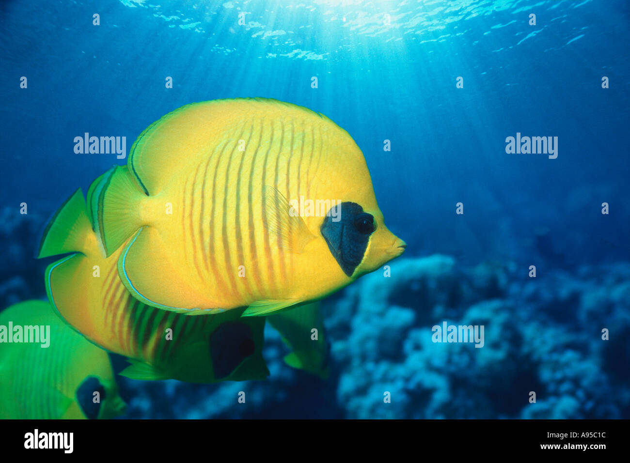 Three golden fish in water hi-res stock photography and images - Alamy