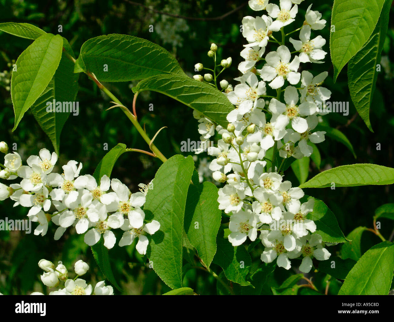 bird cherry tree blooming Stock Photo - Alamy