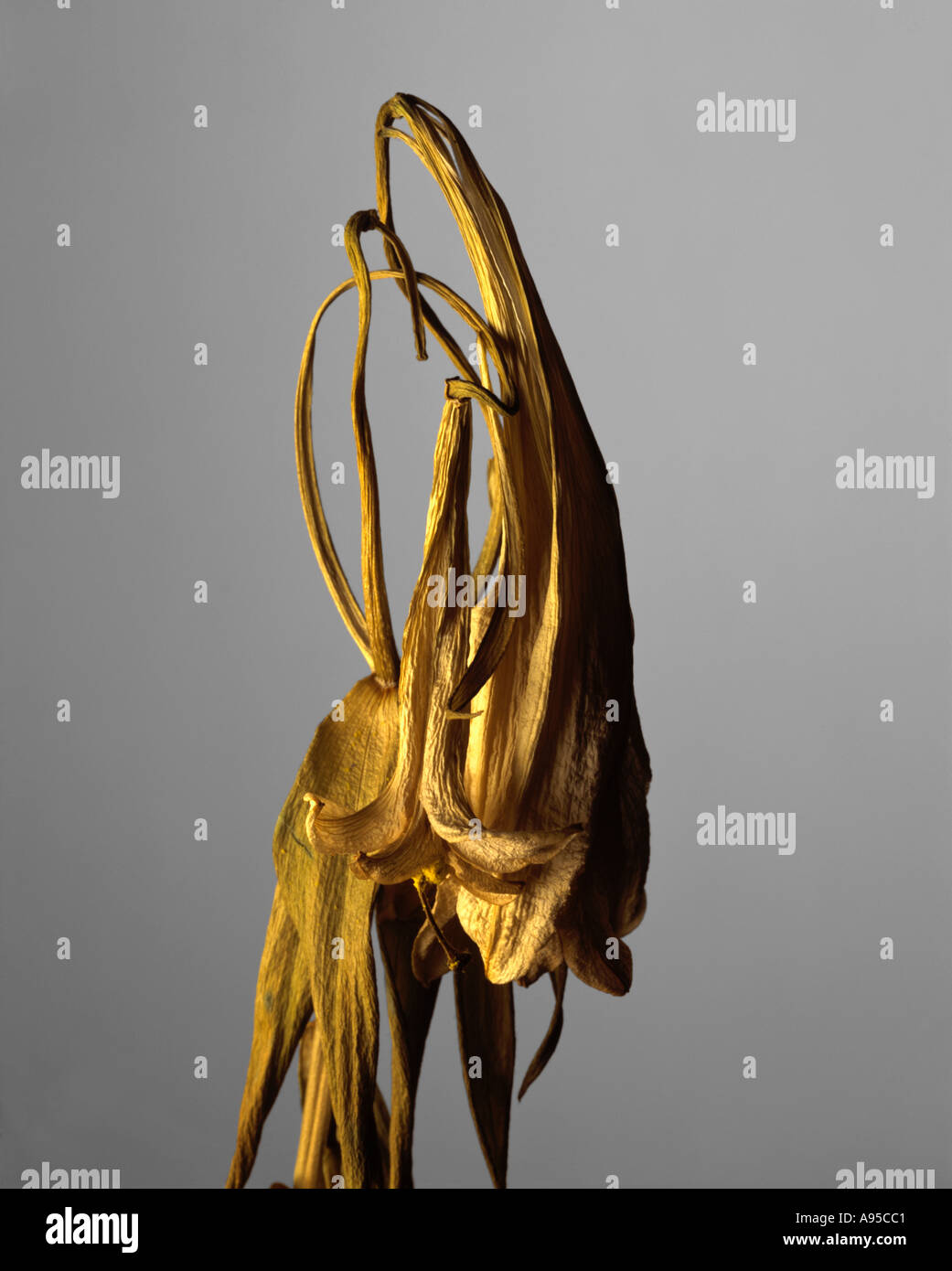 Dead Lilies This flower head had been dead for more than a year Stock ...