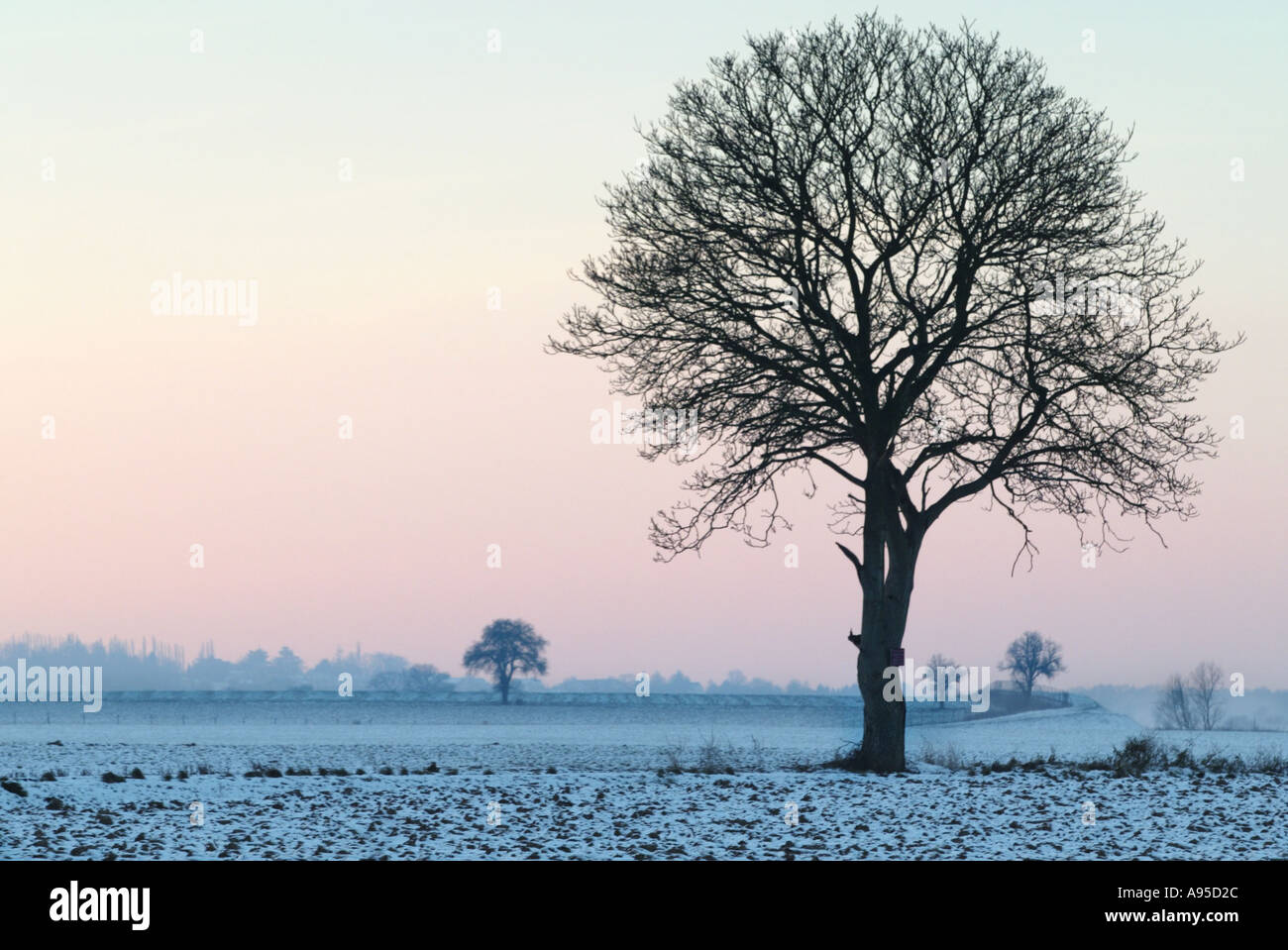 Tree ground hi-res stock photography and images - Alamy