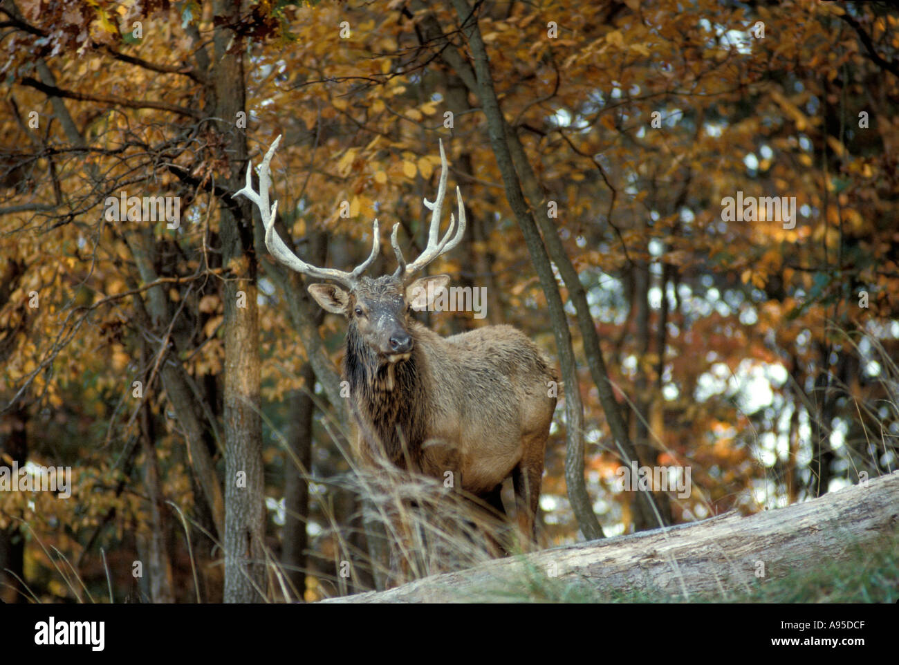 Elk in fall foliage Stock Photo - Alamy