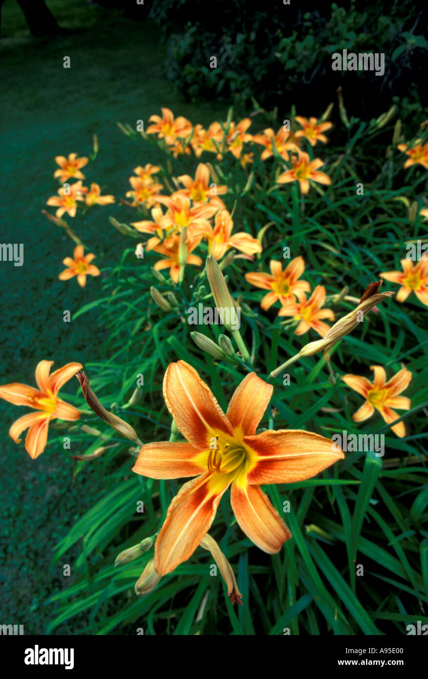Lilly daylilly hi-res stock photography and images - Alamy