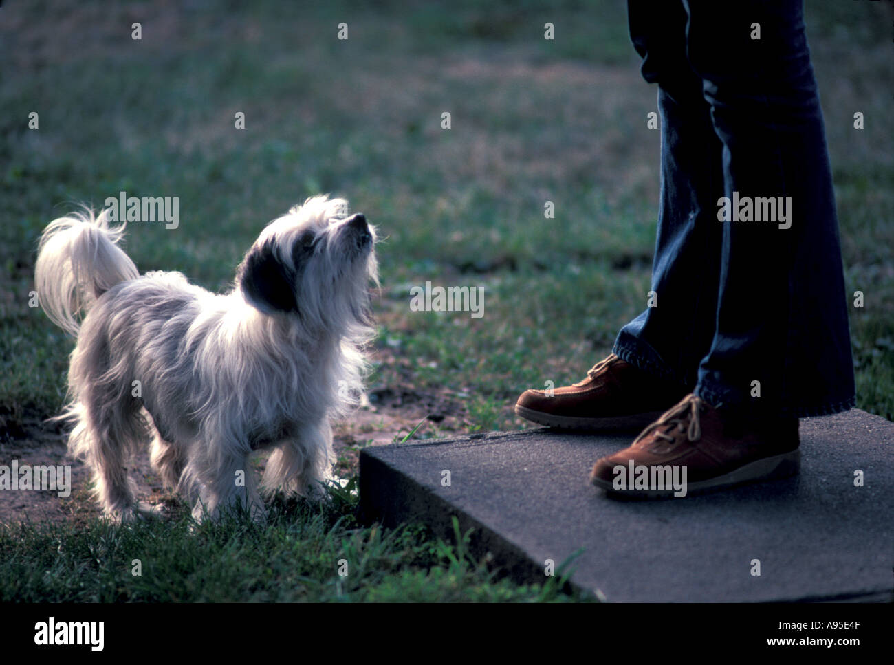 Bridge To Terabithia Prince Terrien