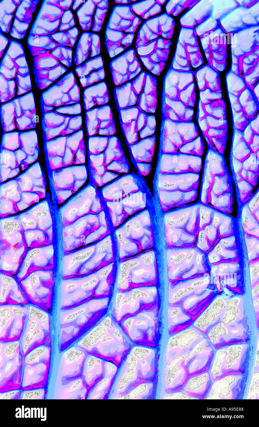 cabbage leaf abstract Stock Photo - Alamy