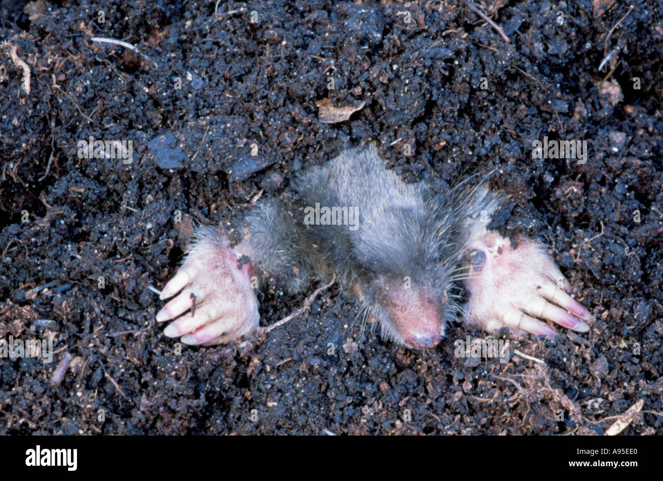 Northern Mole (Talpa europaea) surfacing Stock Photo - Alamy