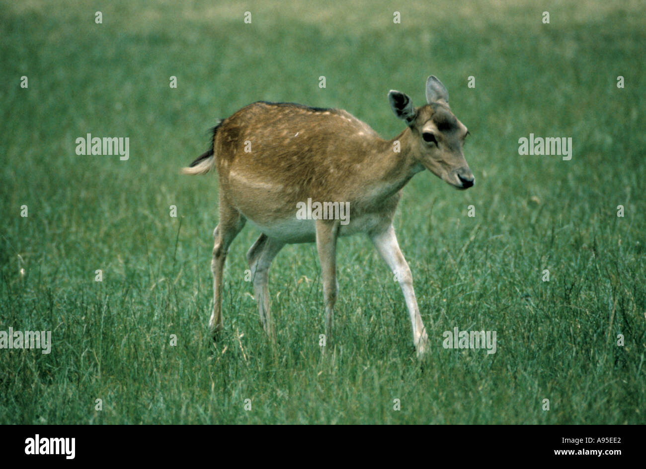 Parkland fallow deer dama hi-res stock photography and images - Alamy