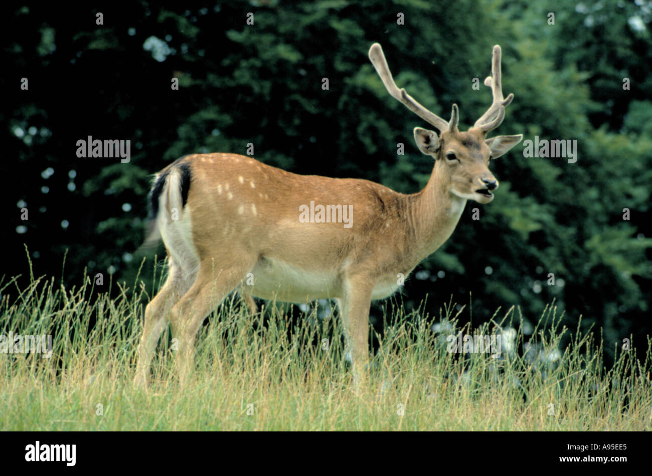 Fallow deer in natural environment hi-res stock photography and images ...