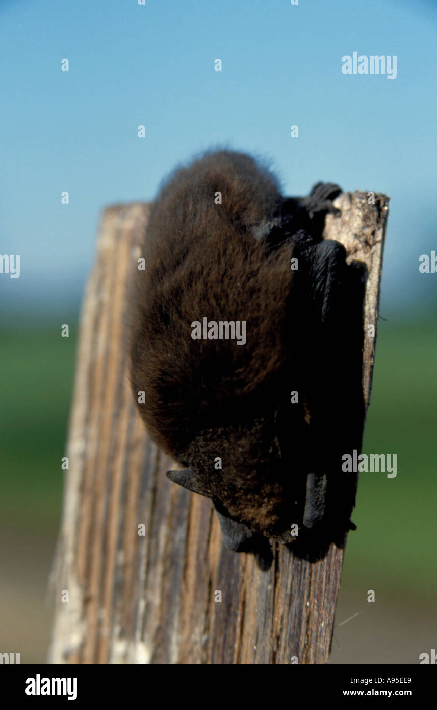 Common Pipistrelle bat (Pipistrellus pipistrellus Stock Photo - Alamy