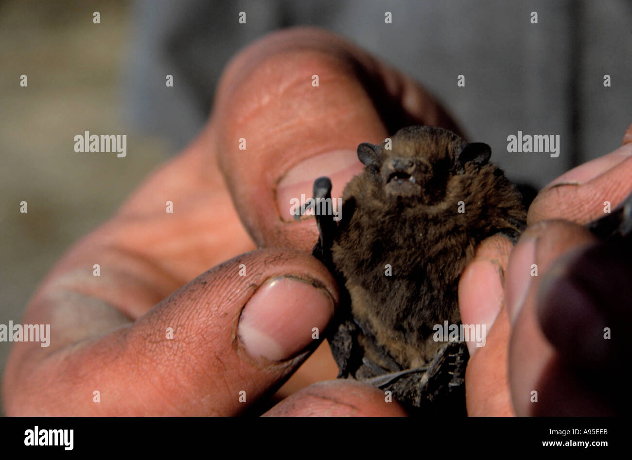 Common Pipistrelle bat (Pipistrellus pipistrellus Stock Photo - Alamy