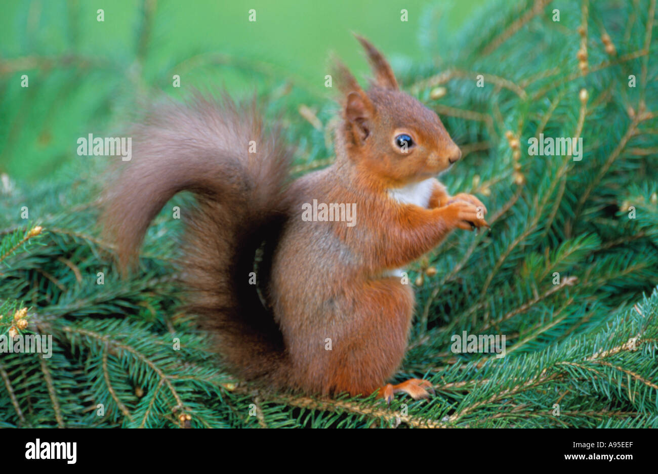 Sciurus vulgaris habitat study hi-res stock photography and images - Alamy