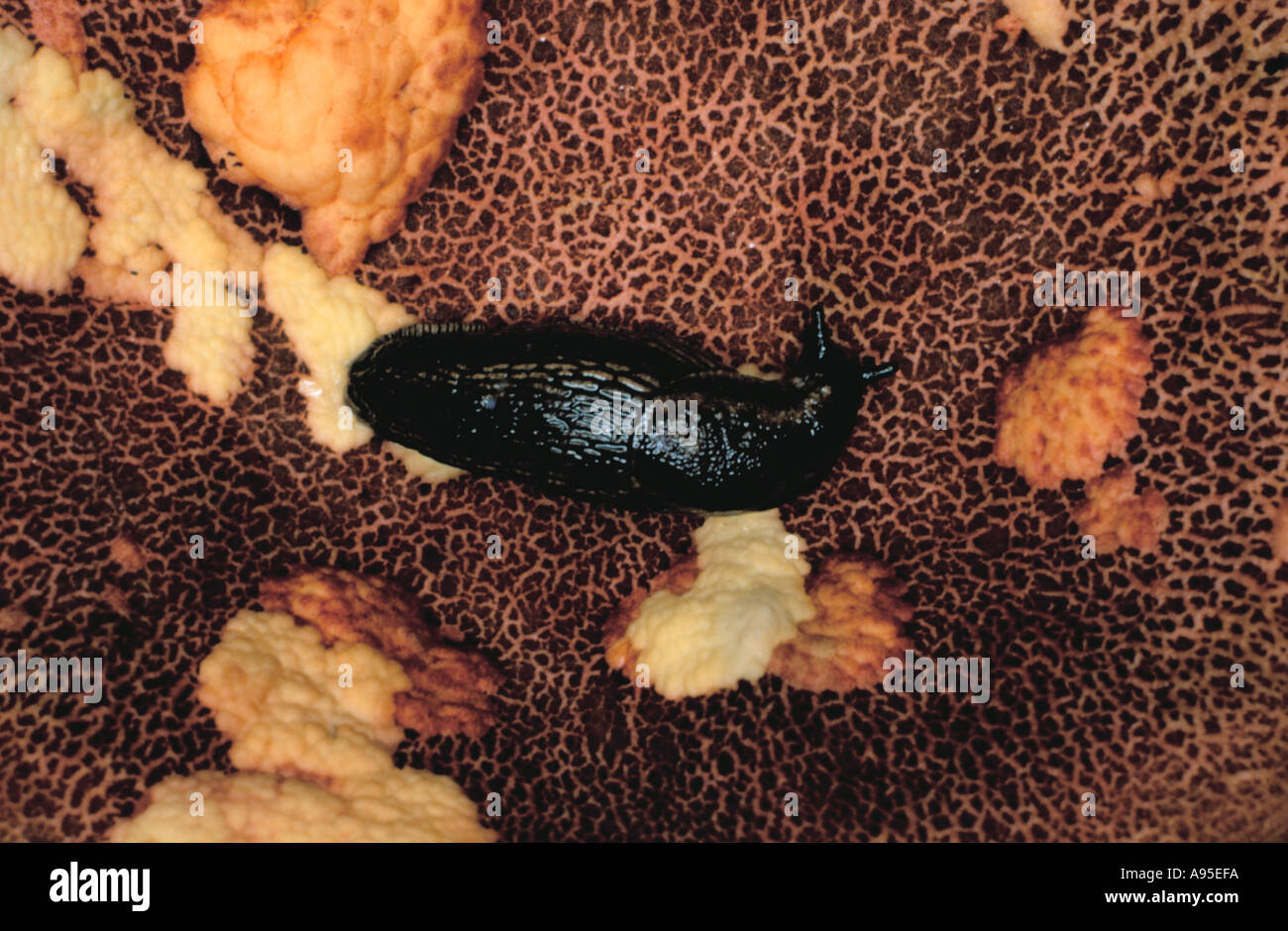 Black field slug hi-res stock photography and images - Alamy