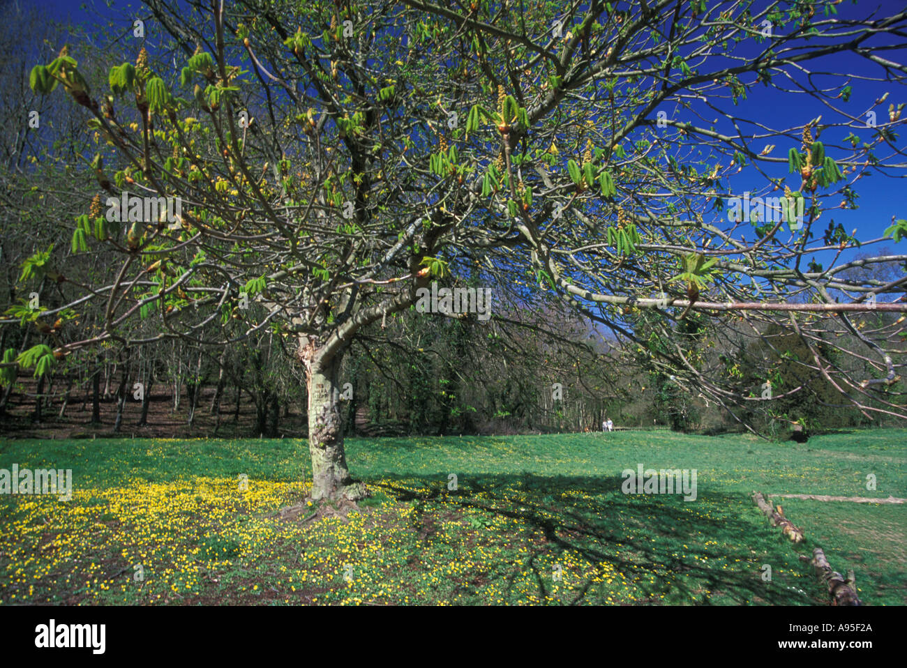 Porthkerry Country Park Barry Wales UK Stock Photo - Alamy