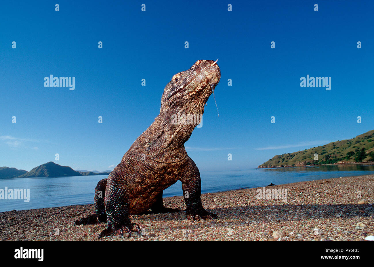 Komodo dragon in natural environment Varanus komodoensis Stock Photo ...
