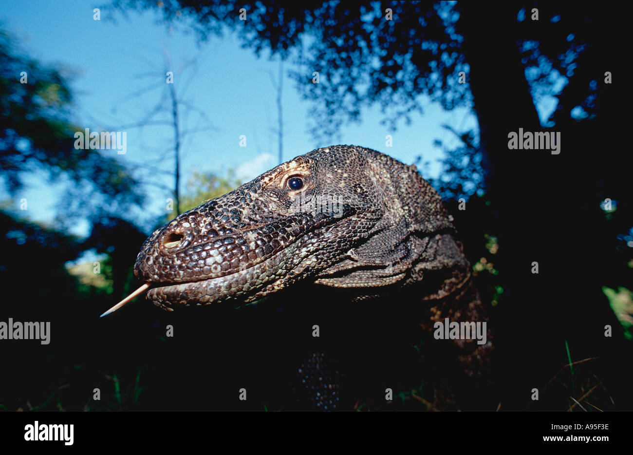 Komodo dragon in natural environment Varanus komodoensis Stock Photo ...