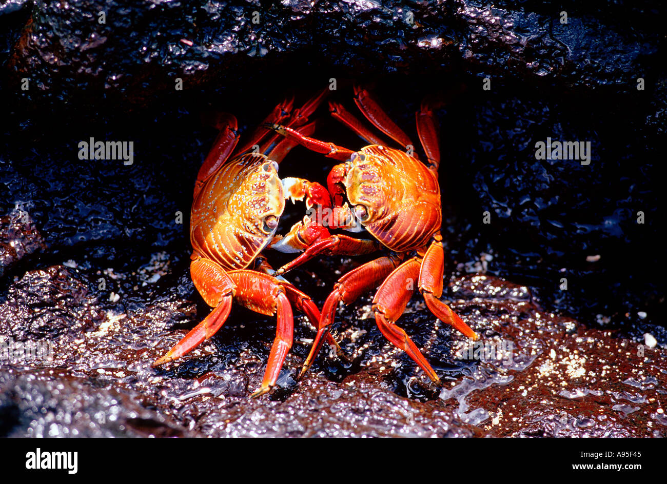 Boxing Crab High Resolution Stock Photography and Images - Alamy