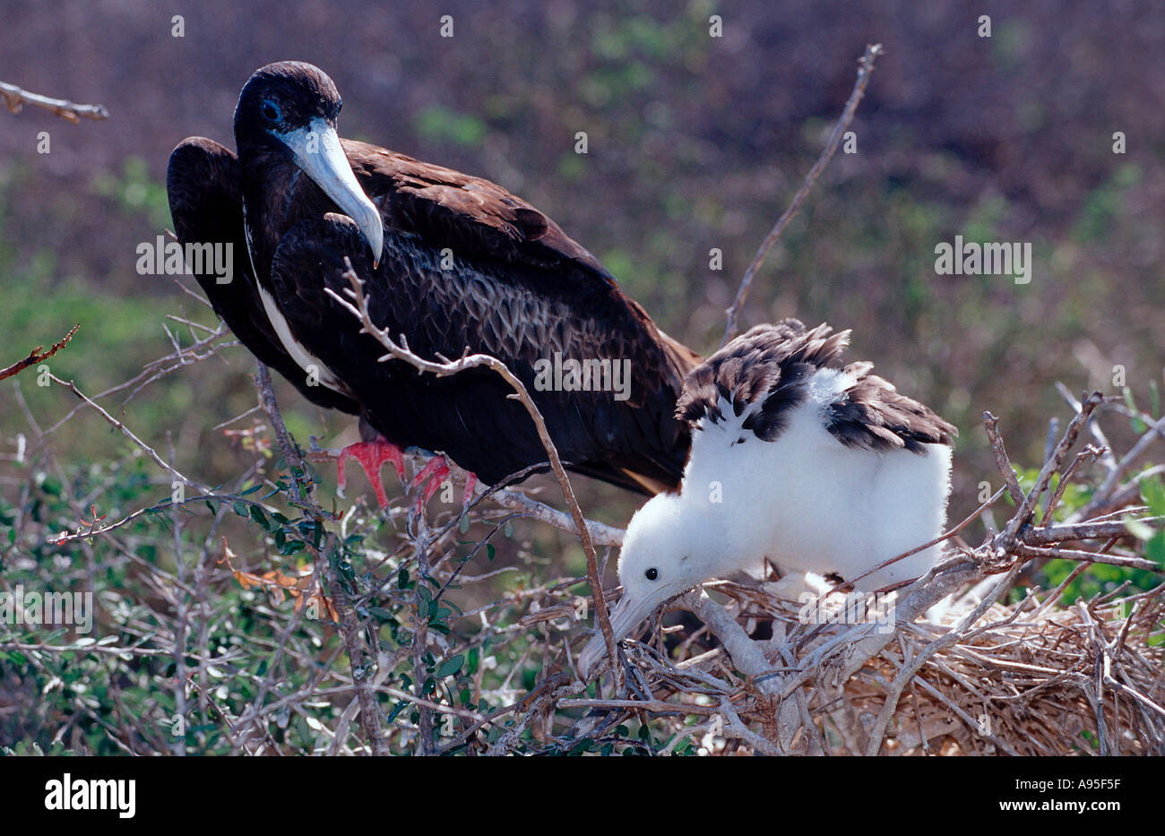 Female Great Frigate with chick Stock Photo - Alamy