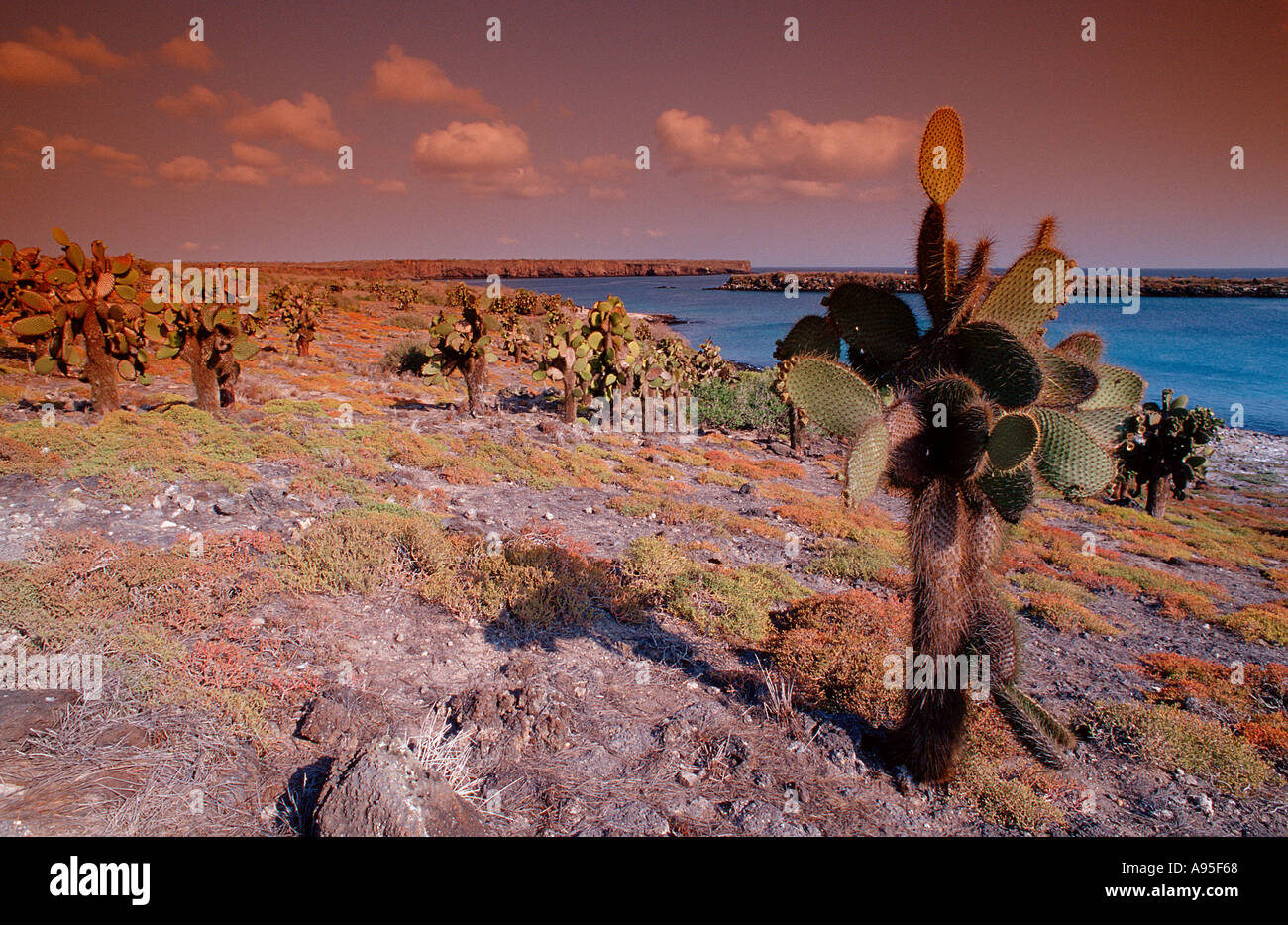 Galapagos island South Plaza Plaza Sur Stock Photo - Alamy
