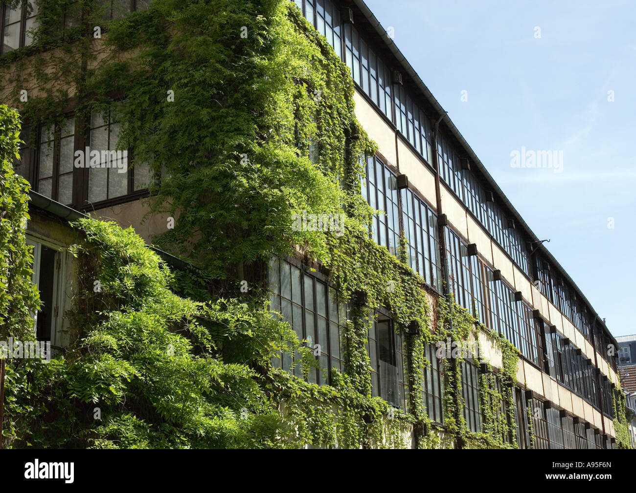 Ivy covered building Stock Photo - Alamy