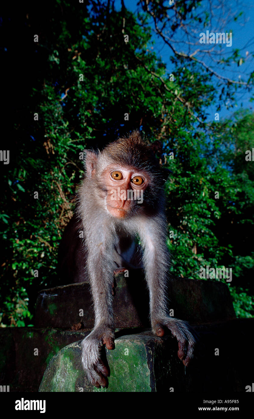 Monkeys showing teeth hi-res stock photography and images - Alamy
